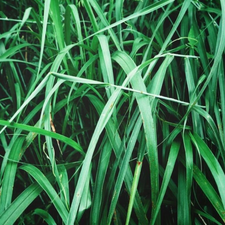 Vetiver Java Etherische Olie - YouWish